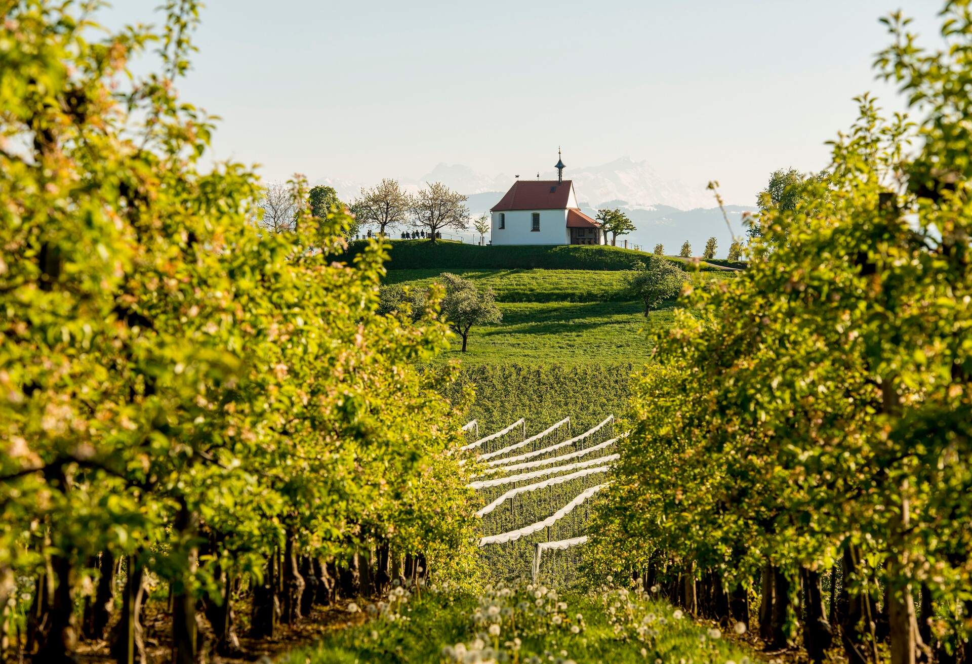 Herbst am bodensee: äpfel, wein und co. warten auf dich | momondo