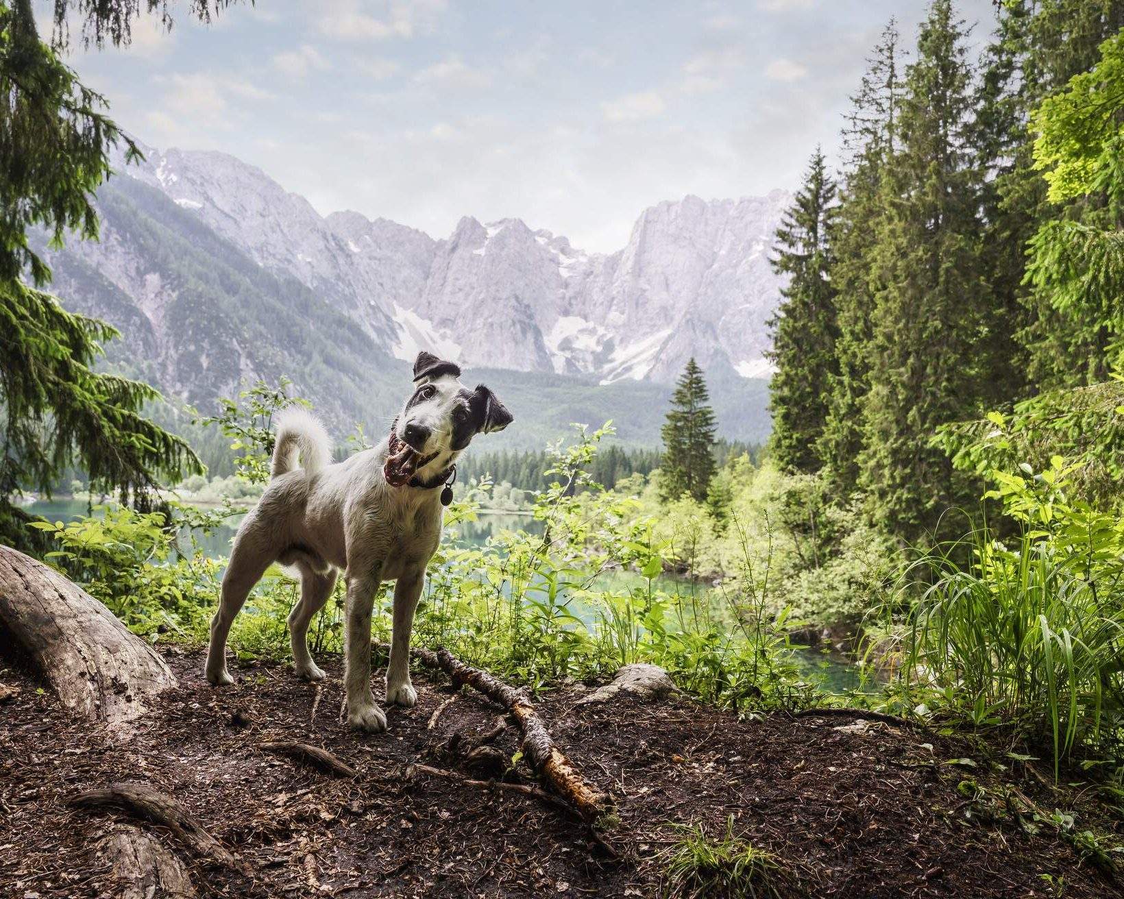 Schöne Wanderwege Mit Hund In Der Nähe