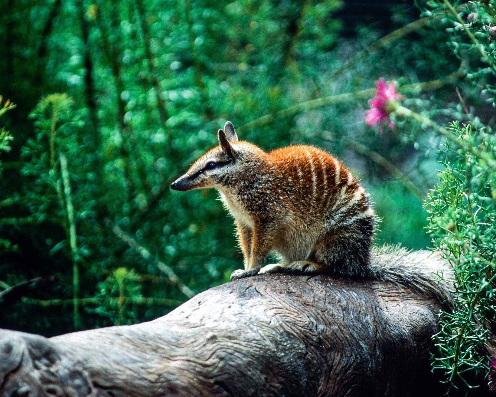 Ein Bericht über wunderbare Tiere in Australien | KAYAK